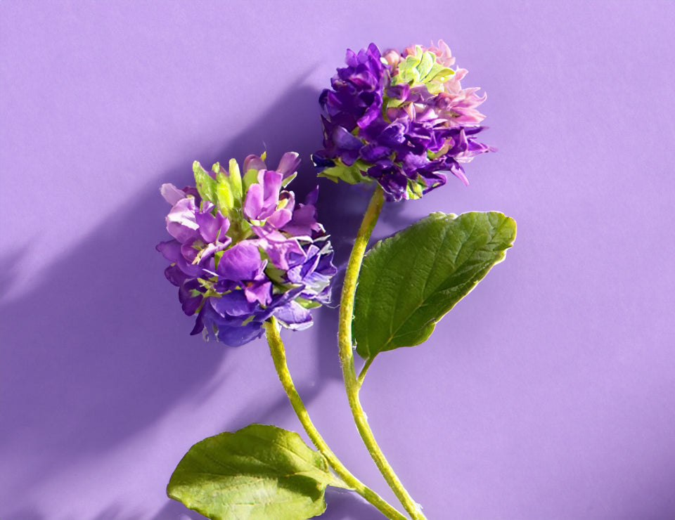 The effects of Bakuchiol in skin care | Korelu